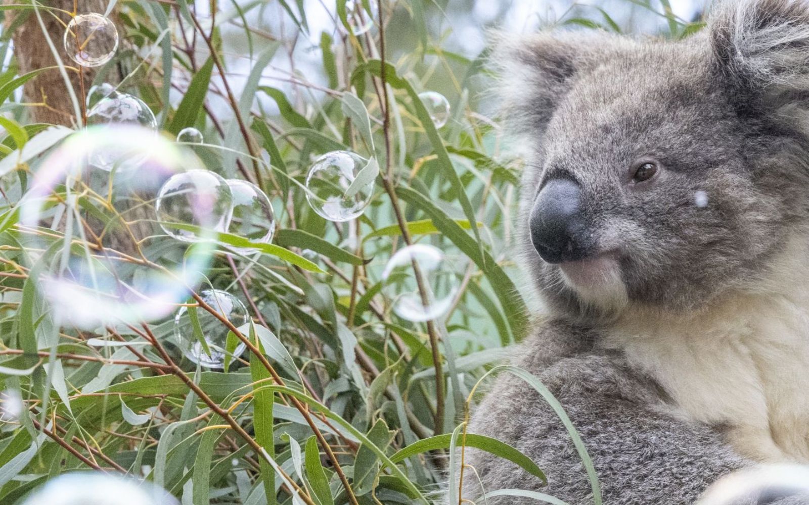 Kyabram Fauna Park opens new splash park, $2.8 million hospital