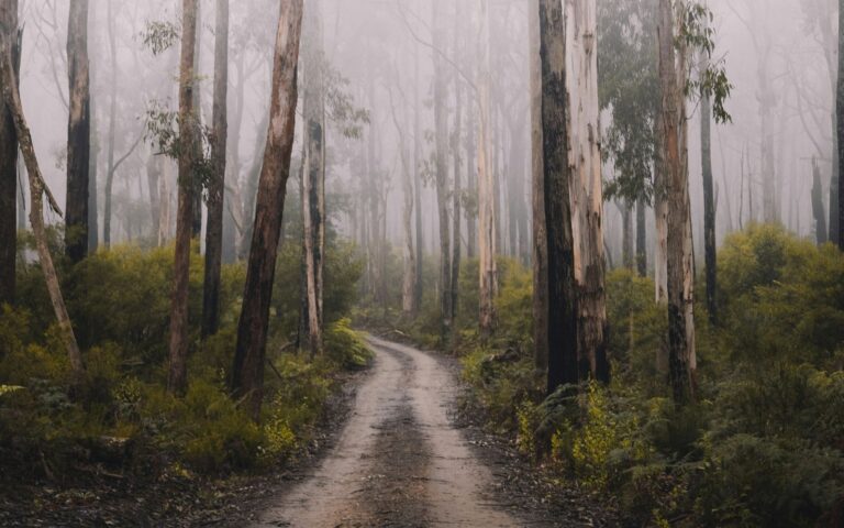 Beat's guide to Melbourne's green wedge - Beat Magazine
